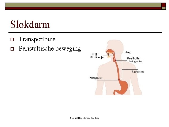 Spijsvertering College J Bgel Noorderpoortcollege Levend organisme o