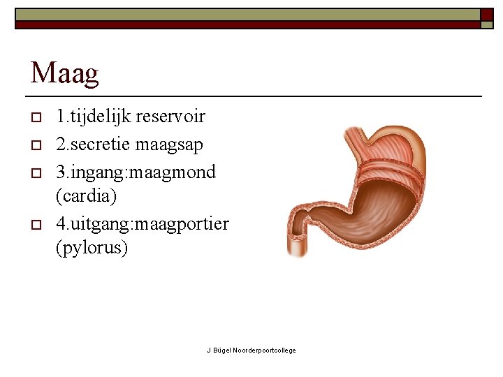 Spijsvertering College J Bgel Noorderpoortcollege Levend organisme o