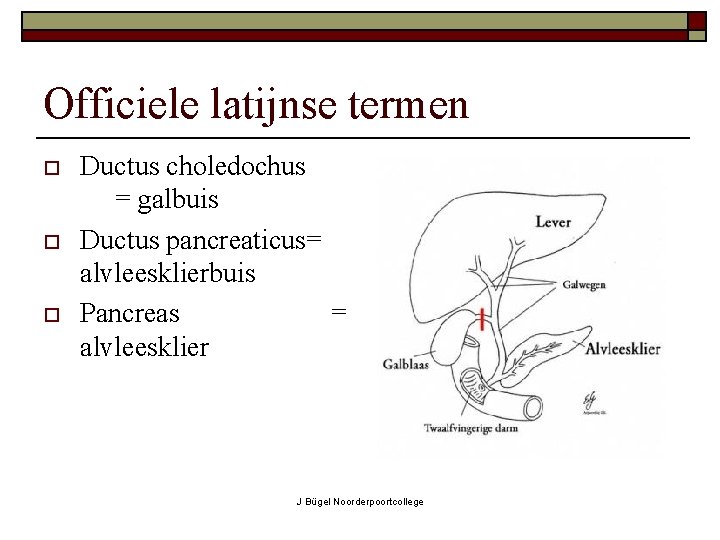 Spijsvertering College J Bgel Noorderpoortcollege Levend organisme o