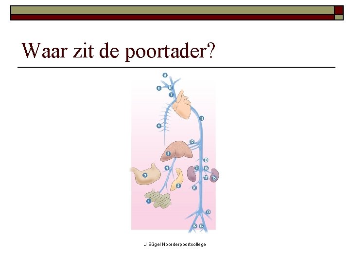 Spijsvertering College J Bgel Noorderpoortcollege Levend organisme o