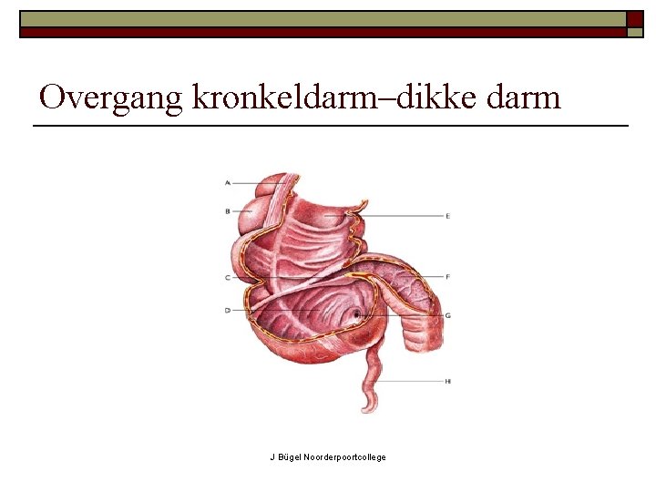 Spijsvertering College J Bgel Noorderpoortcollege Levend organisme o