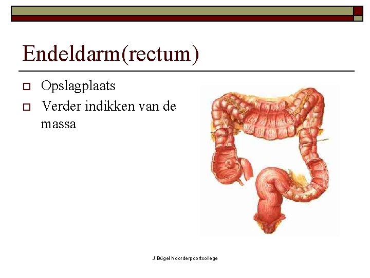 Spijsvertering College J Bgel Noorderpoortcollege Levend organisme o