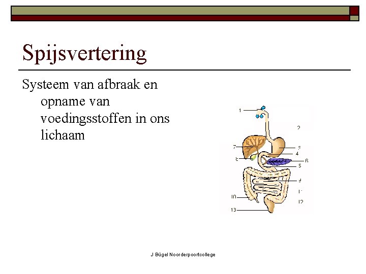 Spijsvertering College J Bgel Noorderpoortcollege Levend organisme o