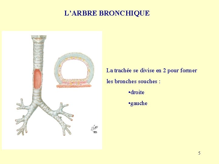 ANATOMIE DES VOIES ARIENNES Service de rhabilitation respiratoire