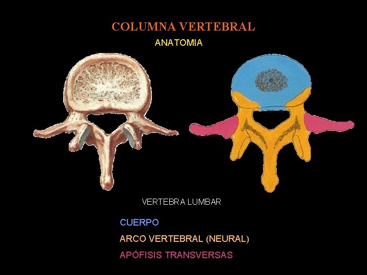 COLUMNA LUMBAR EXPLORACION FISICA IVAN LUIS VSQUEZ M