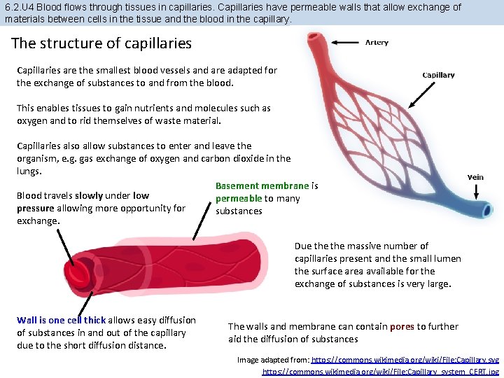 6 2 The blood system Essential idea The