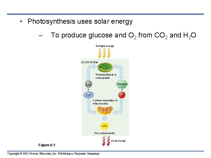 Chapter 6 How Cells Harvest Chemical Energy Power