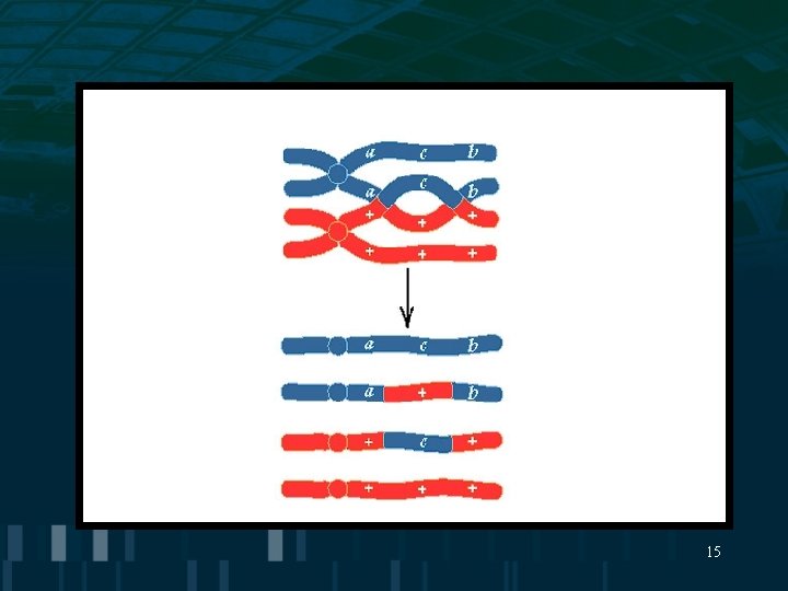 4 Gene Linkage and Genetic Mapping 1 Mendels