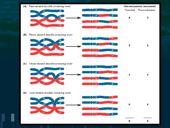 4 Gene Linkage and Genetic Mapping 1 Mendels