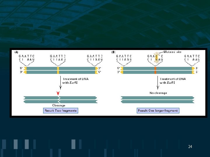 4 Gene Linkage and Genetic Mapping 1 Mendels