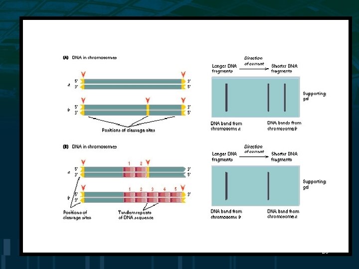 4 Gene Linkage and Genetic Mapping 1 Mendels