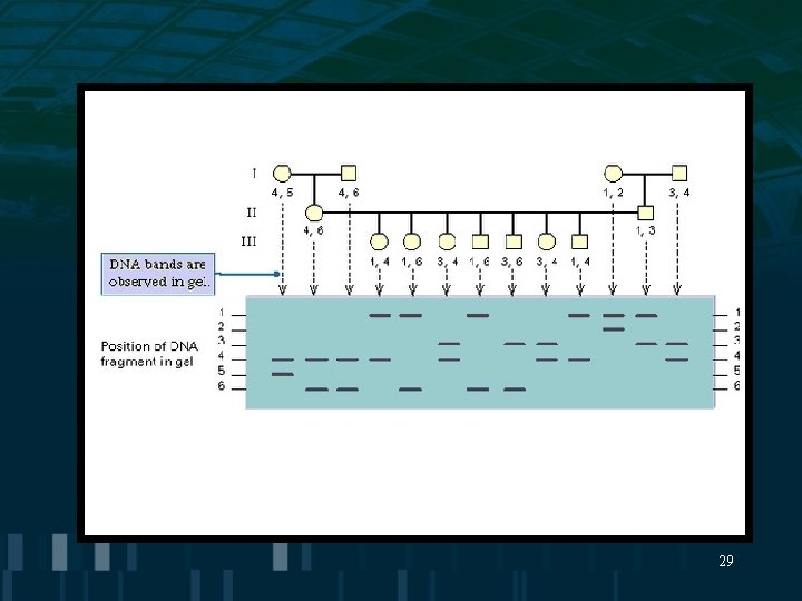 4 Gene Linkage and Genetic Mapping 1 Mendels