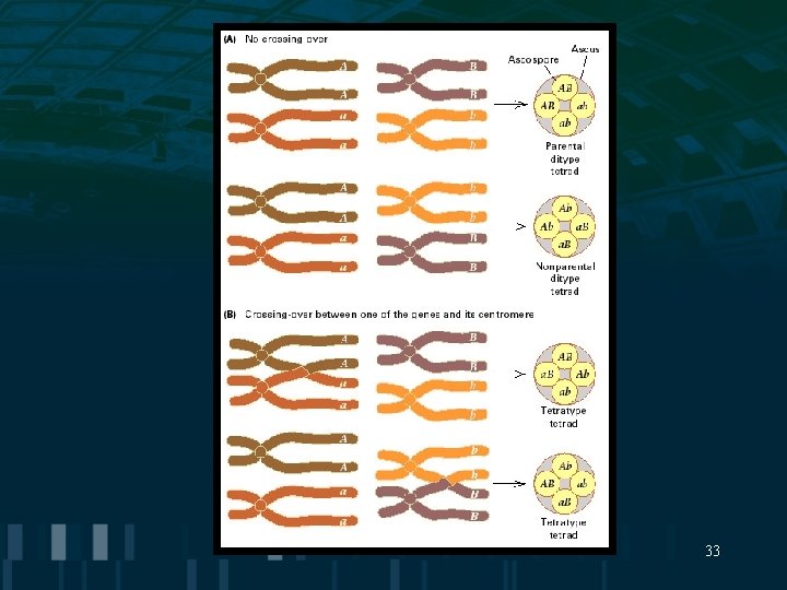 4 Gene Linkage and Genetic Mapping 1 Mendels