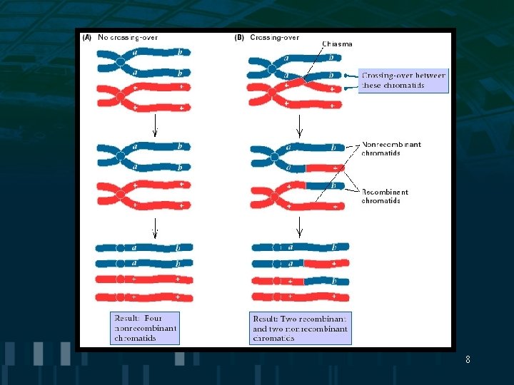 4 Gene Linkage and Genetic Mapping 1 Mendels