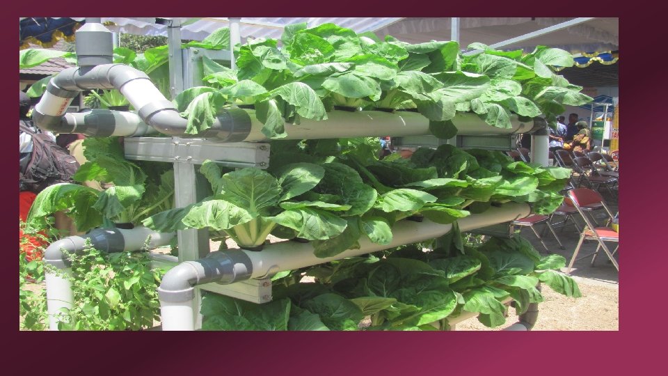 PEMBUATAN PROBIOTIK PUPUK ORGANIK PAKAN ORGANIK Probiotik mikrobiota
