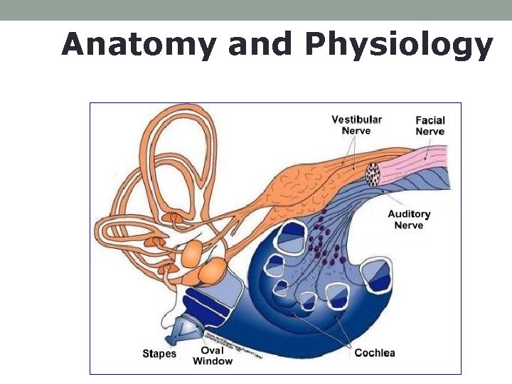 Vertigo Simplified Gary Kroukamp Kingsbury Hospital Tygerberg Hospital
