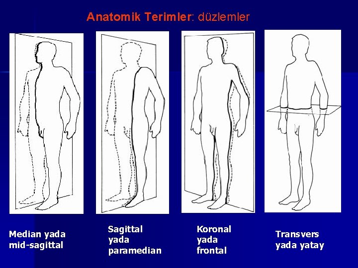 SKELET VE KAS SSTEM Dr Gven GRGL Anatomik