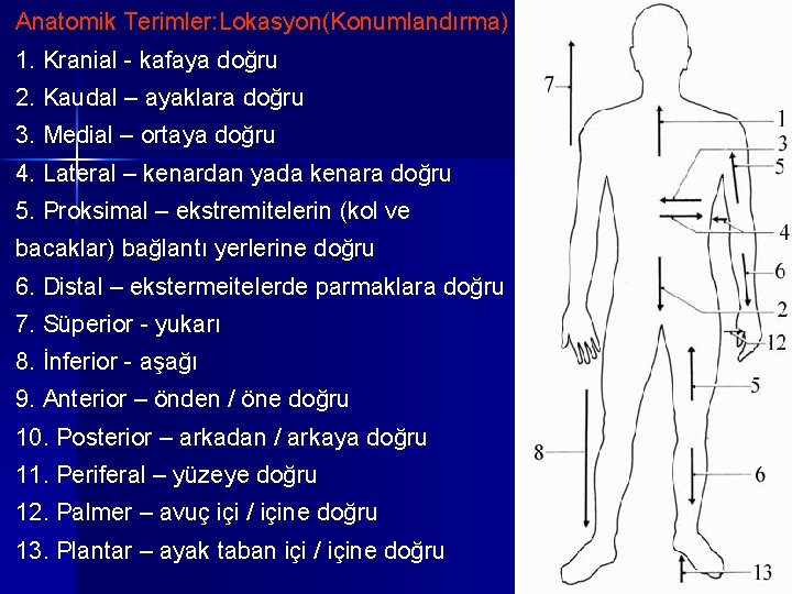 SKELET VE KAS SSTEM Dr Gven GRGL Anatomik