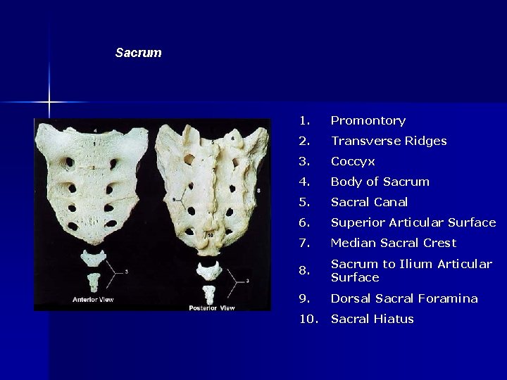SKELET VE KAS SSTEM Dr Gven GRGL Anatomik