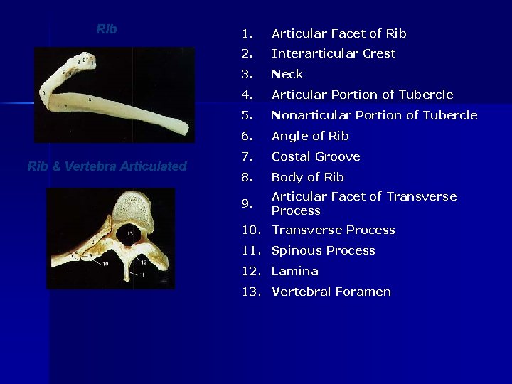 SKELET VE KAS SSTEM Dr Gven GRGL Anatomik