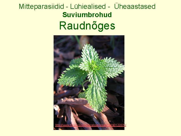 Enamlevinud umbrohud Pildid Parasiidid Tisparasiidid Harilik vrm http