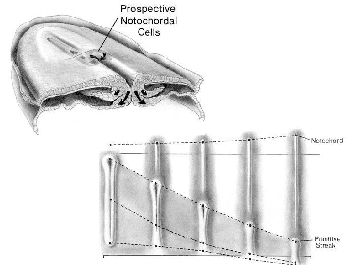 Introduzione alla Embriologia Umana Dott ssa Rita Mansi