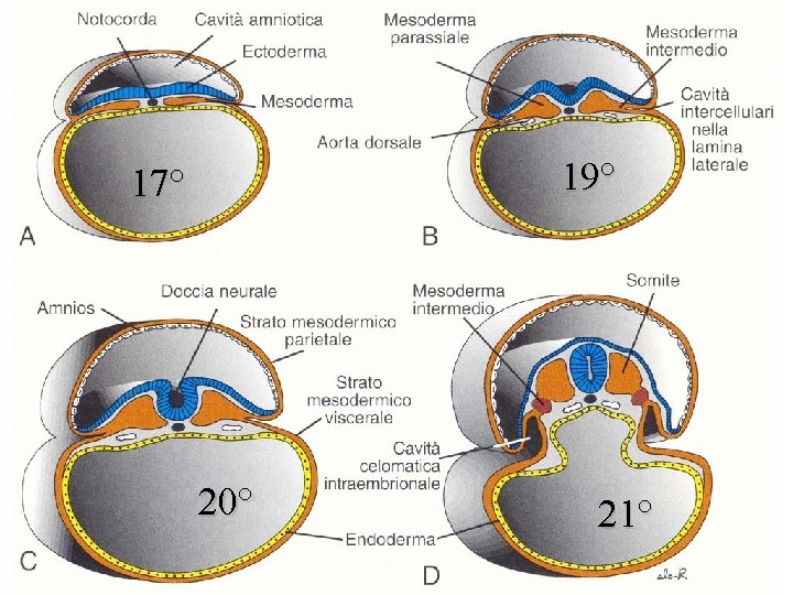 Introduzione alla Embriologia Umana Dott ssa Rita Mansi