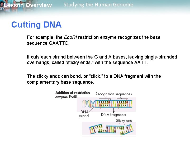 Lesson Overview Studying the Human Genome Lesson Overview