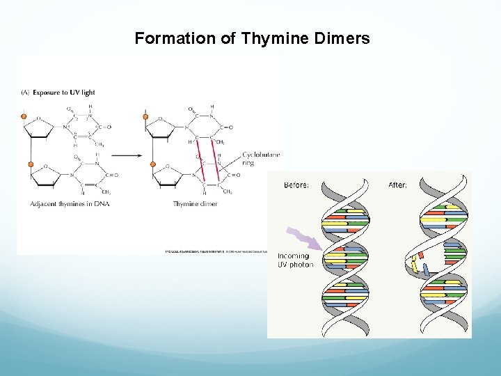 Exercise 8 UV Damage and Mutagenesis Announcements LNA