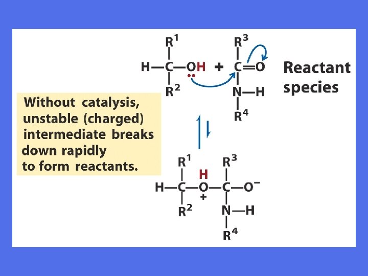 Enzymer Biologiske katalysatorer Definisjon av katalysator En katalysator