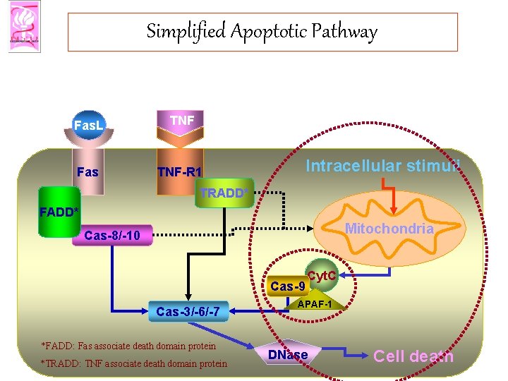 Computational Systems Biology Biology X Lecture 2 Bud