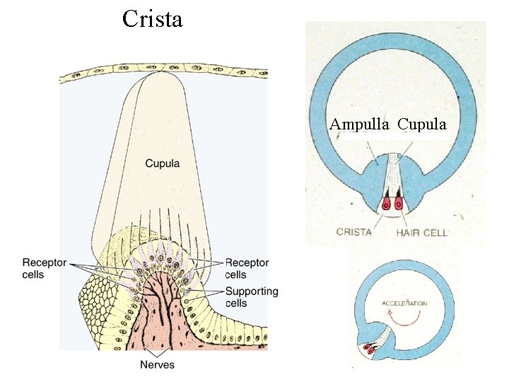 The Ear Histology doesnt get better than this