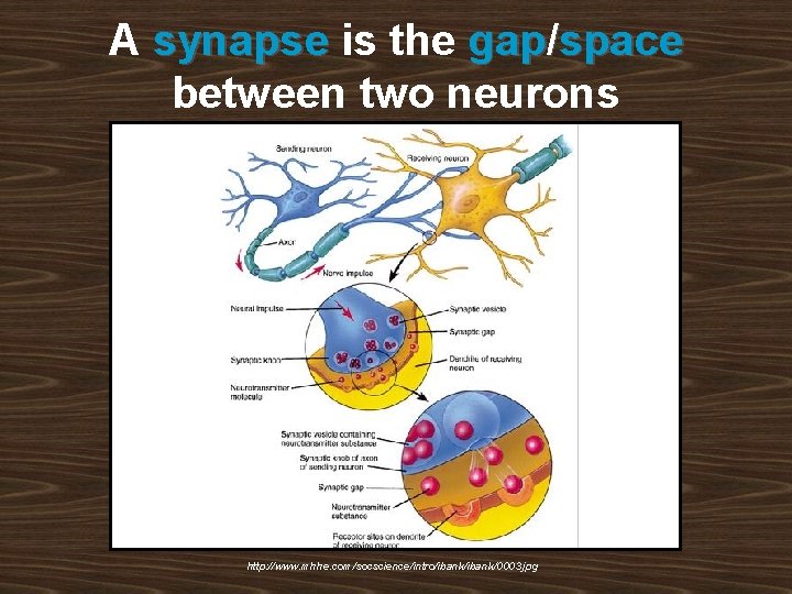 The nervous system controls many activities including muscle