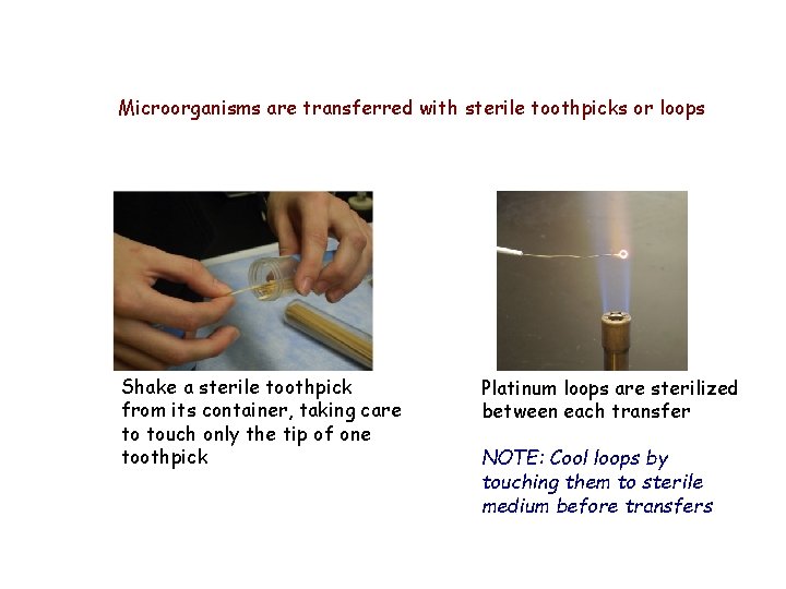Working with yeast Microbiologists have developed techniques for