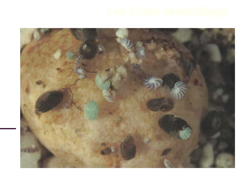 Largescale evolutionary trends Foraminiferal size oxygen and photosymbiosis