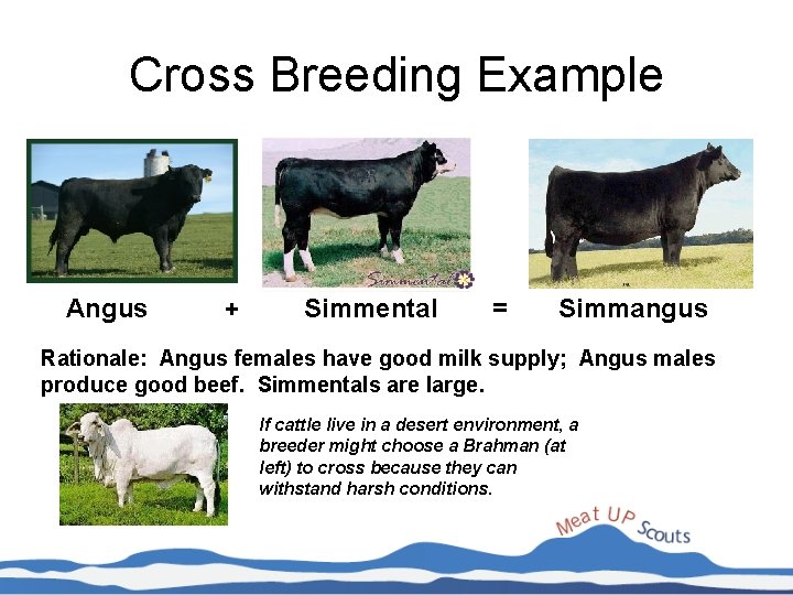 Animal Science Merit Badge Program Based Upon Boy