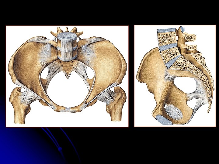 ANATOMI PELVIS Nur Auliyah Firdaus S ST PELVIS