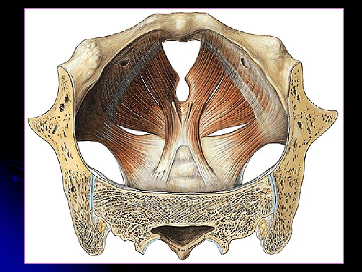 ANATOMI PELVIS Nur Auliyah Firdaus S ST PELVIS