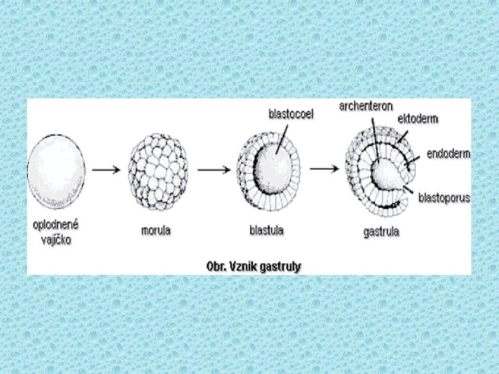 ra IVOCHY Animalia Charakteristika mnohobunkovcov mnohobunkov ...