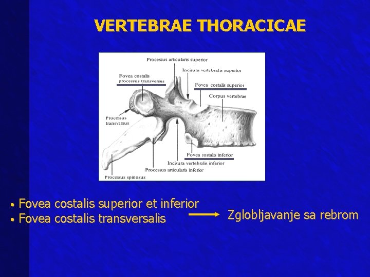 SKELETNI SISTEM Prof dr sci med Momilo Pavlovi