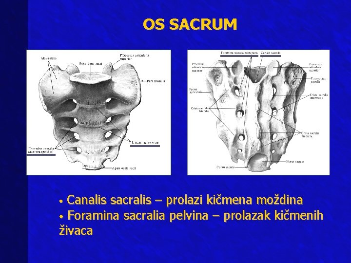 SKELETNI SISTEM Prof dr sci med Momilo Pavlovi