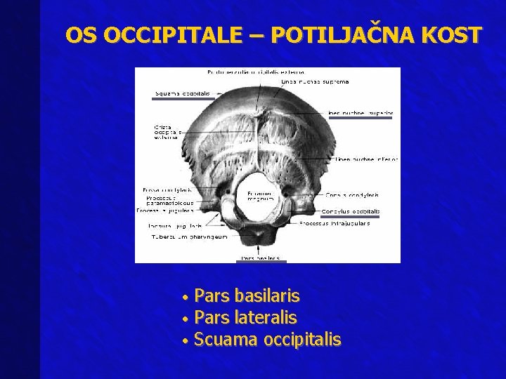 SKELETNI SISTEM Prof dr sci med Momilo Pavlovi