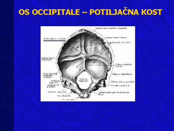 SKELETNI SISTEM Prof dr sci med Momilo Pavlovi
