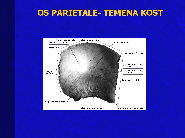 SKELETNI SISTEM Prof dr sci med Momilo Pavlovi