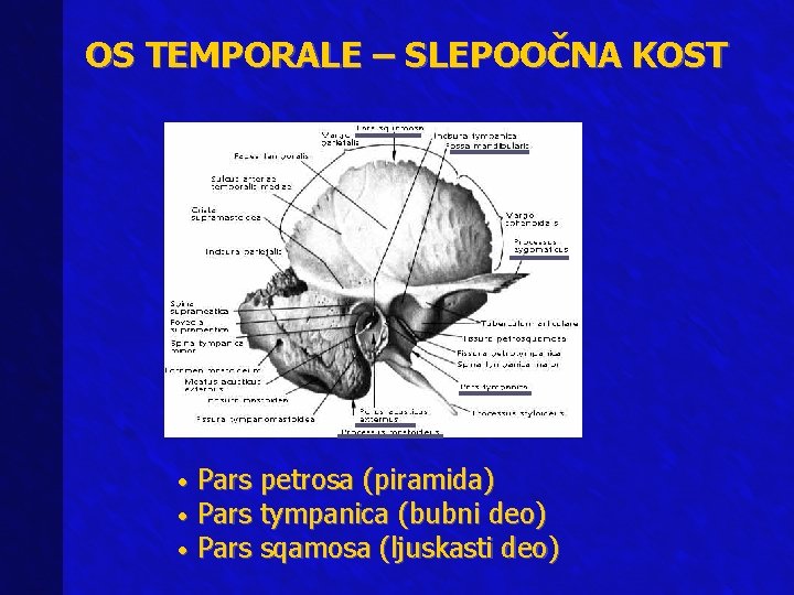 SKELETNI SISTEM Prof dr sci med Momilo Pavlovi