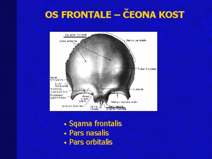 SKELETNI SISTEM Prof dr sci med Momilo Pavlovi
