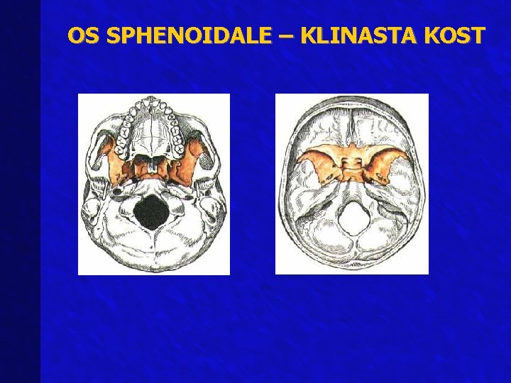 SKELETNI SISTEM Prof dr sci med Momilo Pavlovi