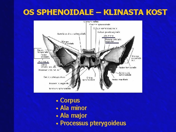 SKELETNI SISTEM Prof dr sci med Momilo Pavlovi