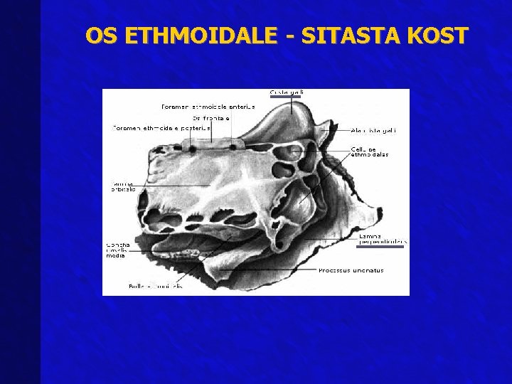 SKELETNI SISTEM Prof dr sci med Momilo Pavlovi