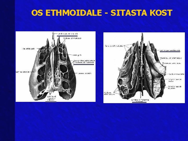 SKELETNI SISTEM Prof dr sci med Momilo Pavlovi